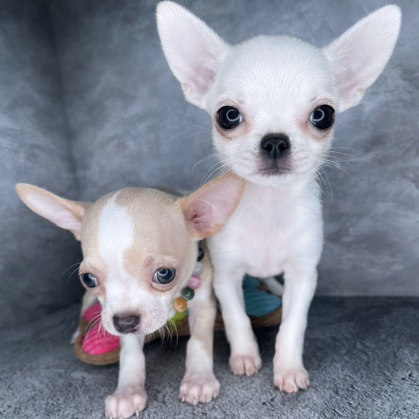 Чихуахуа мини малыши