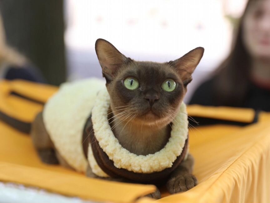 Бурманская шоколадная кошечка