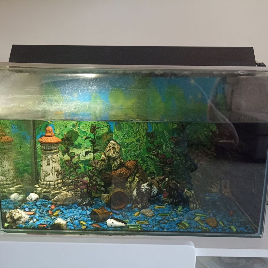 Аквариум с рыбками бесплатно