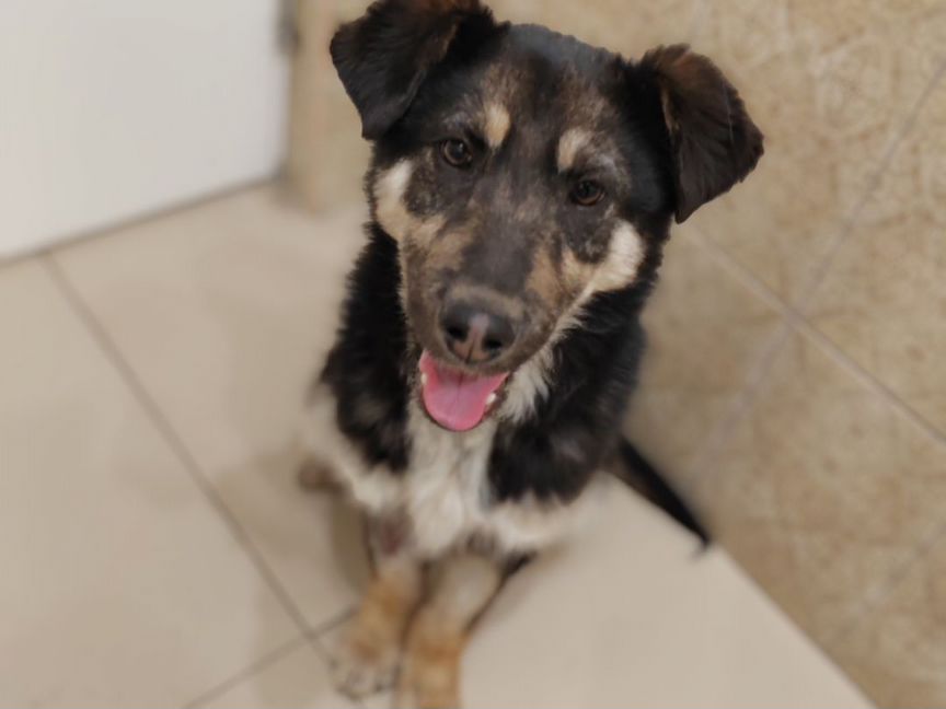 Восточноевропейская овчарка