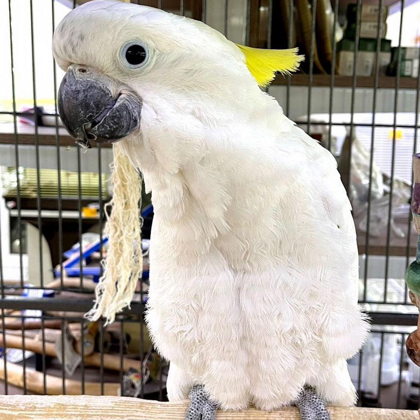 Попугай какаду