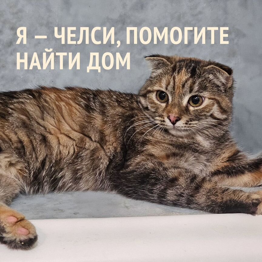 Вислоухий контенок, 5 месяцев, девочка