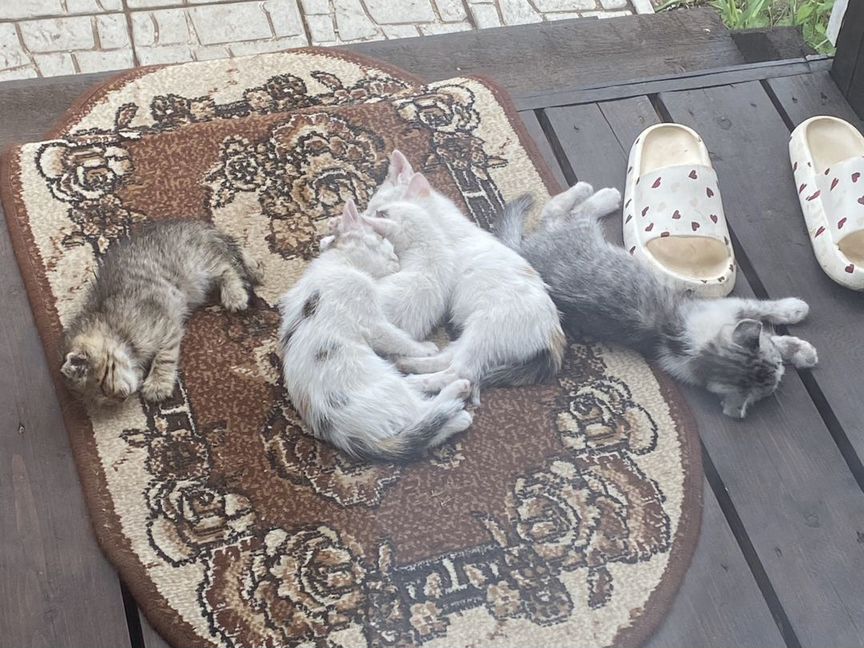 Отдам в добрые руки