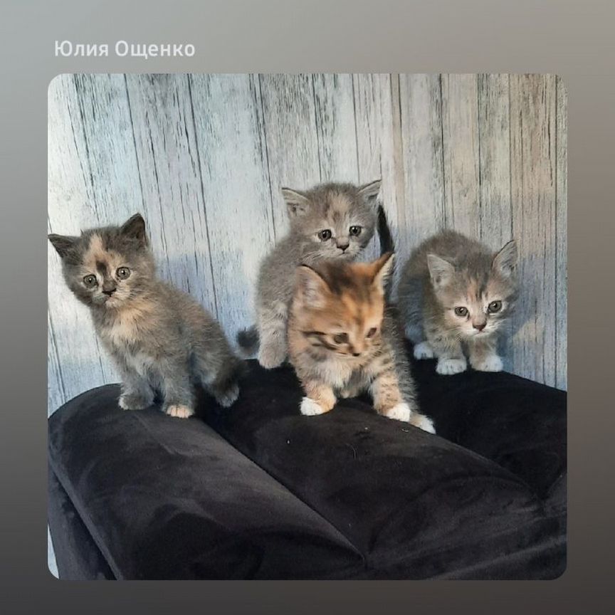 Котята в добрые руки бесплатно