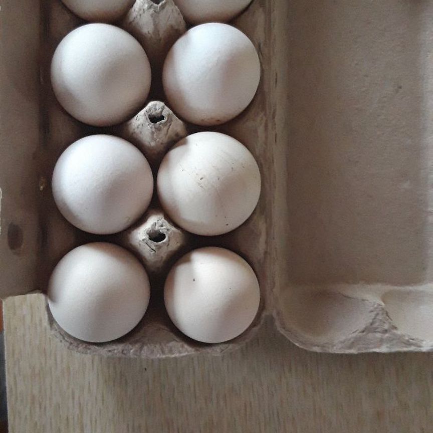 Инкубационное яйцо