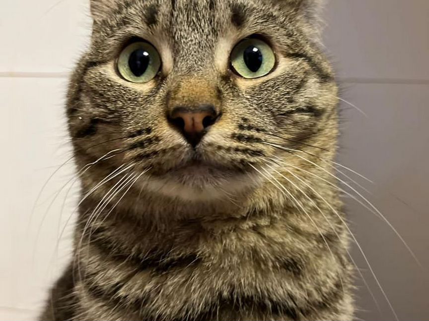 Котик Василий ждёт семью