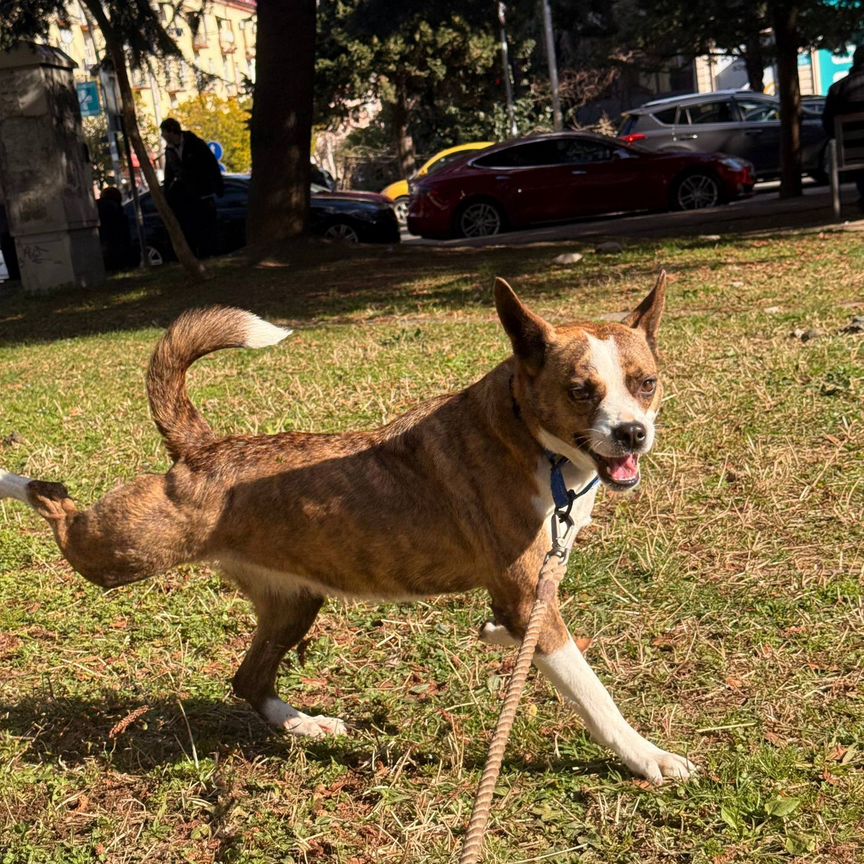 Взрослая собака в добрые руки