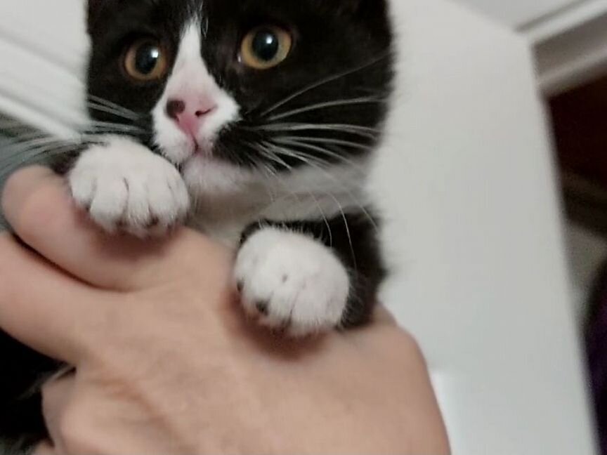 Котенок, девочка