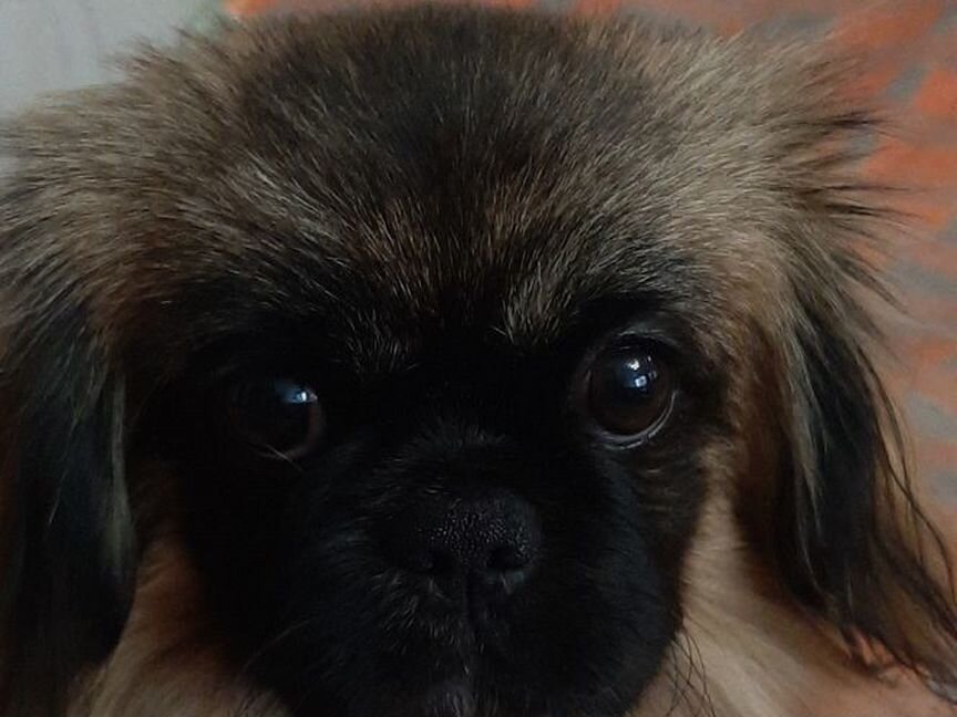 Отдам в добрые руки