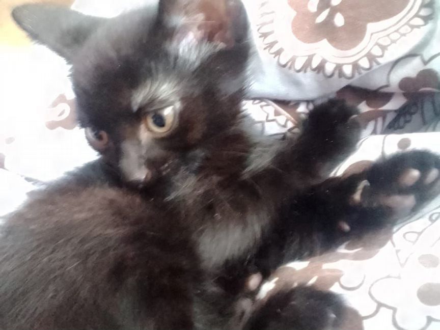 Котенок в дар хорошим людям,мальчик и девочка