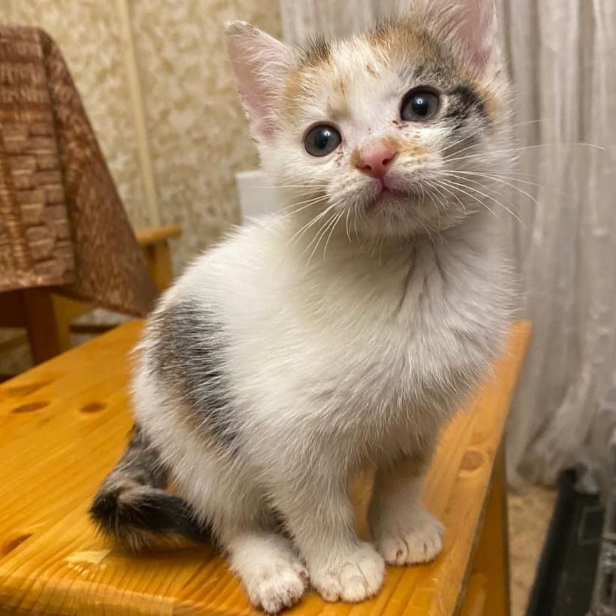 Котята в добрые руки бесплатно