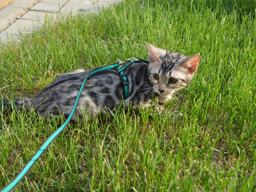 Девочка серебро