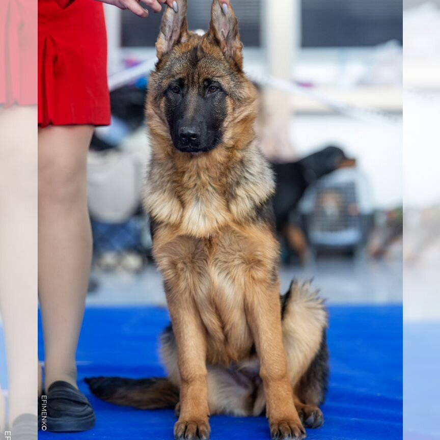 Щенок немецкой овчарки девочка