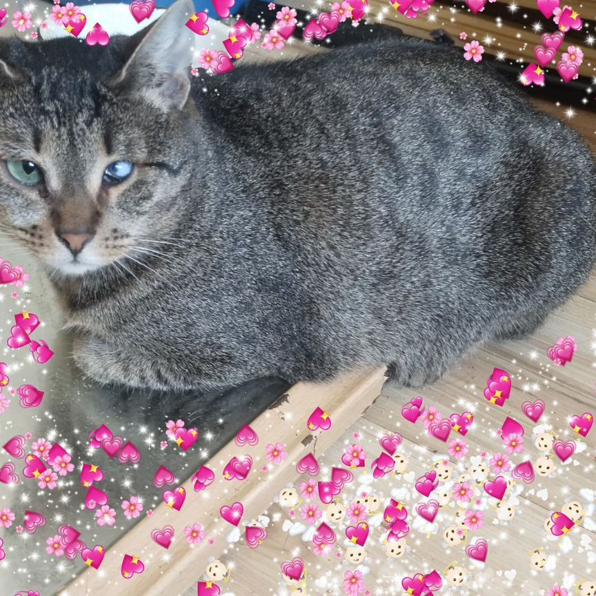 Кошка блаженная