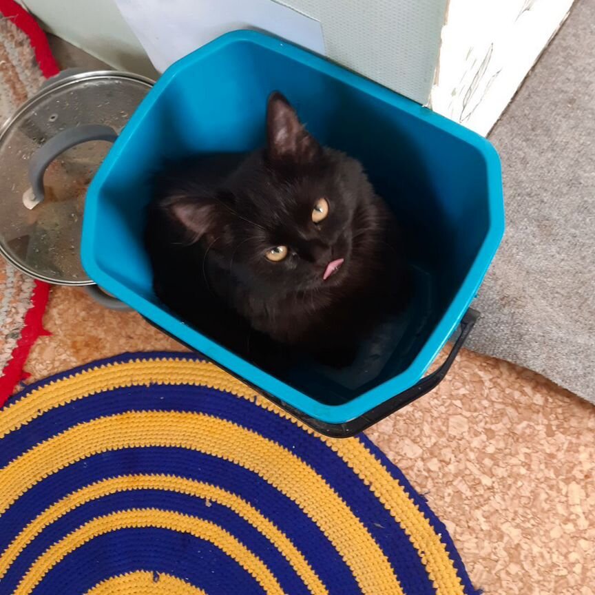 Кошки в добрые руки бесплатно