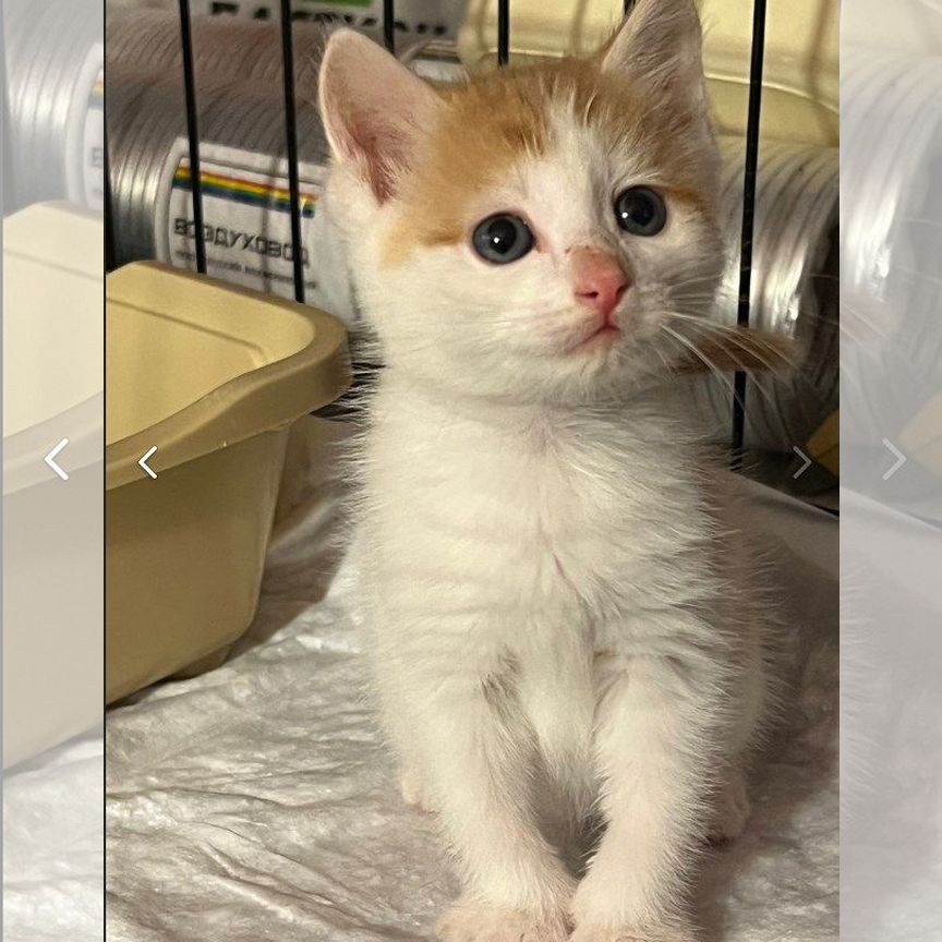Котёнок в добрые руки