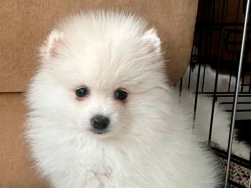 Немецкий шпиц щенок мальчик