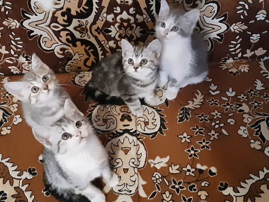 Отдам в добрые руки