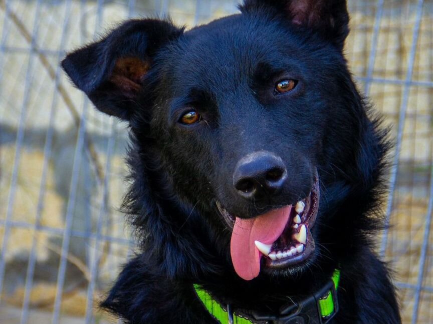 Ласковый пёсик ждёт Вас