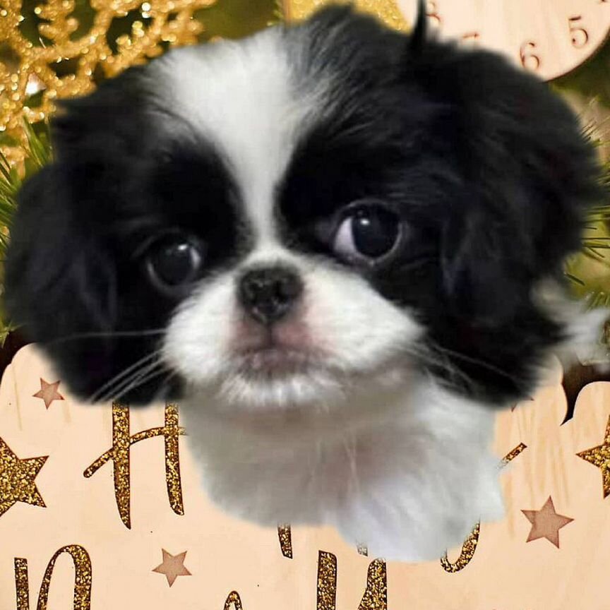 Японский хин, щенок