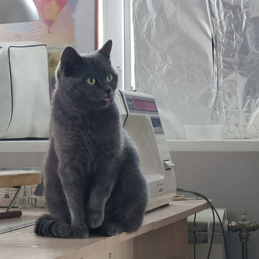 Кошечка мурлыка в добрые руки