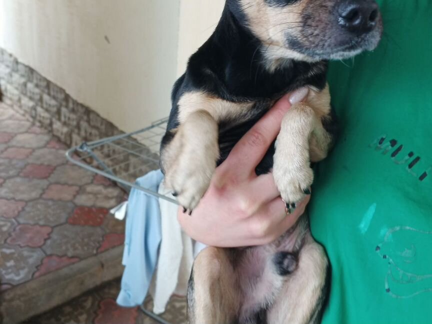 Русский той-терьер