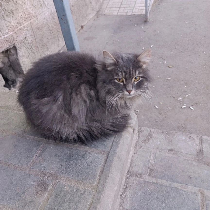 Пристраивается в добрые руки