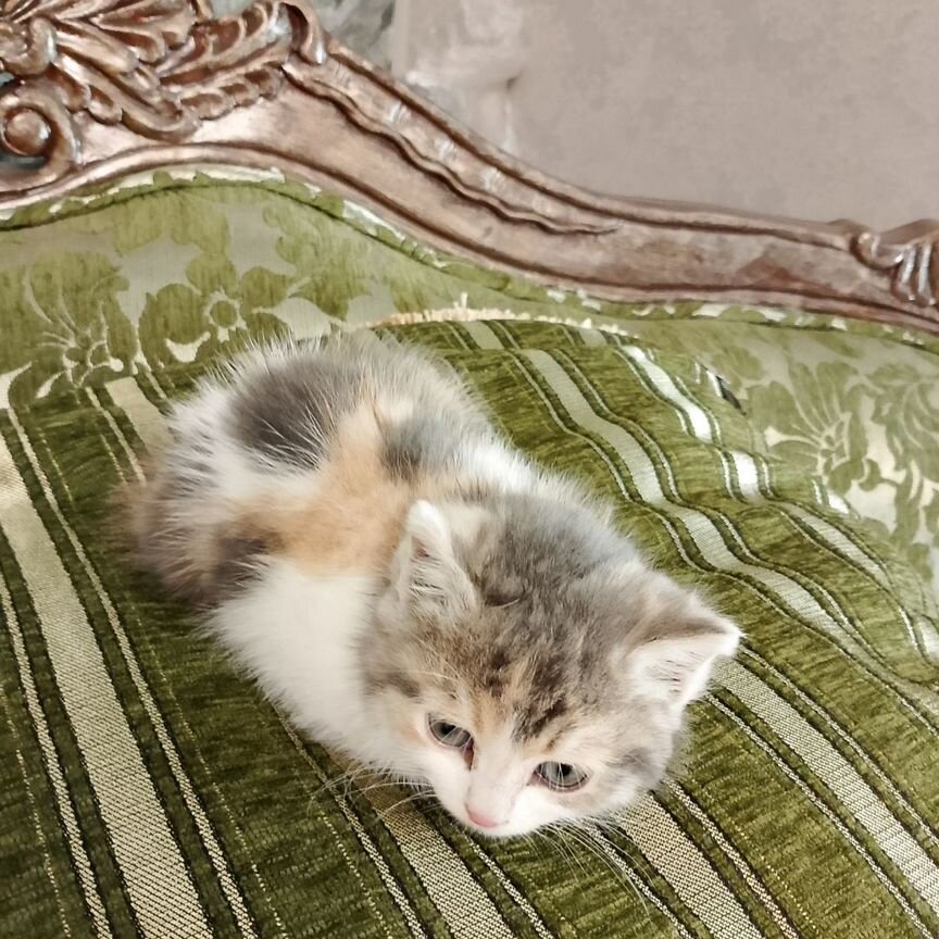 Отдам в добрые руки
