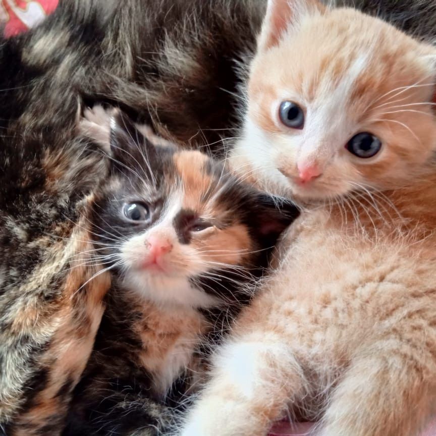 Трехцветная кошка и рыжий кот 1 месяц