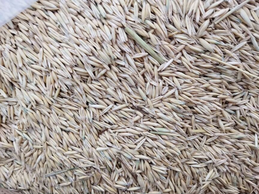 Семечко, Ячмень яровой корма