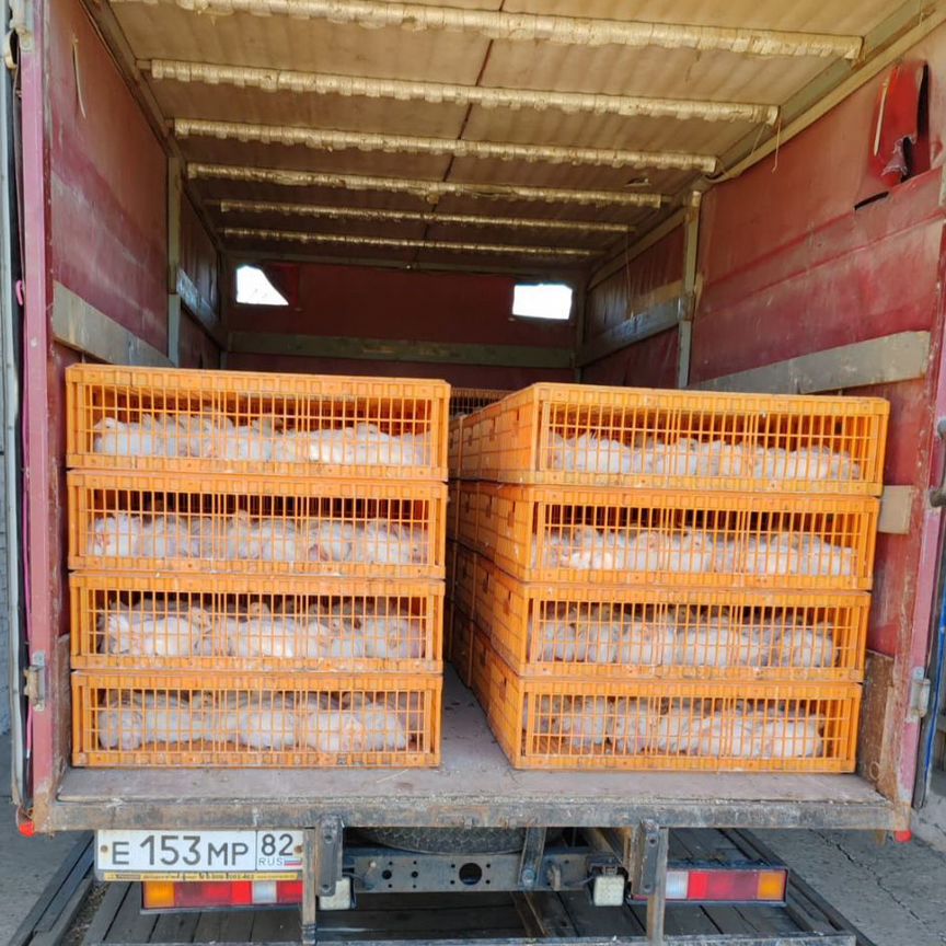 Бройлер с доставкой