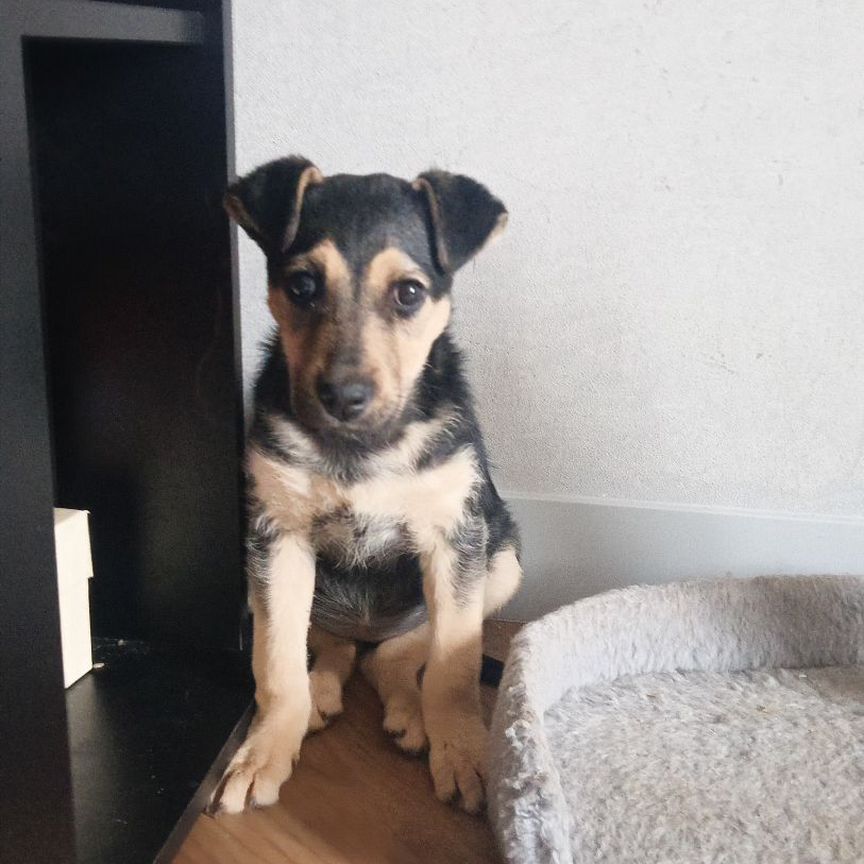 Нашла щенка, нужен дом