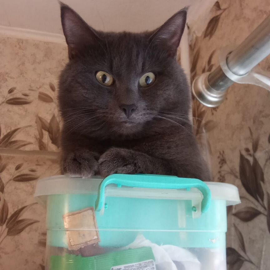 Кот Британец