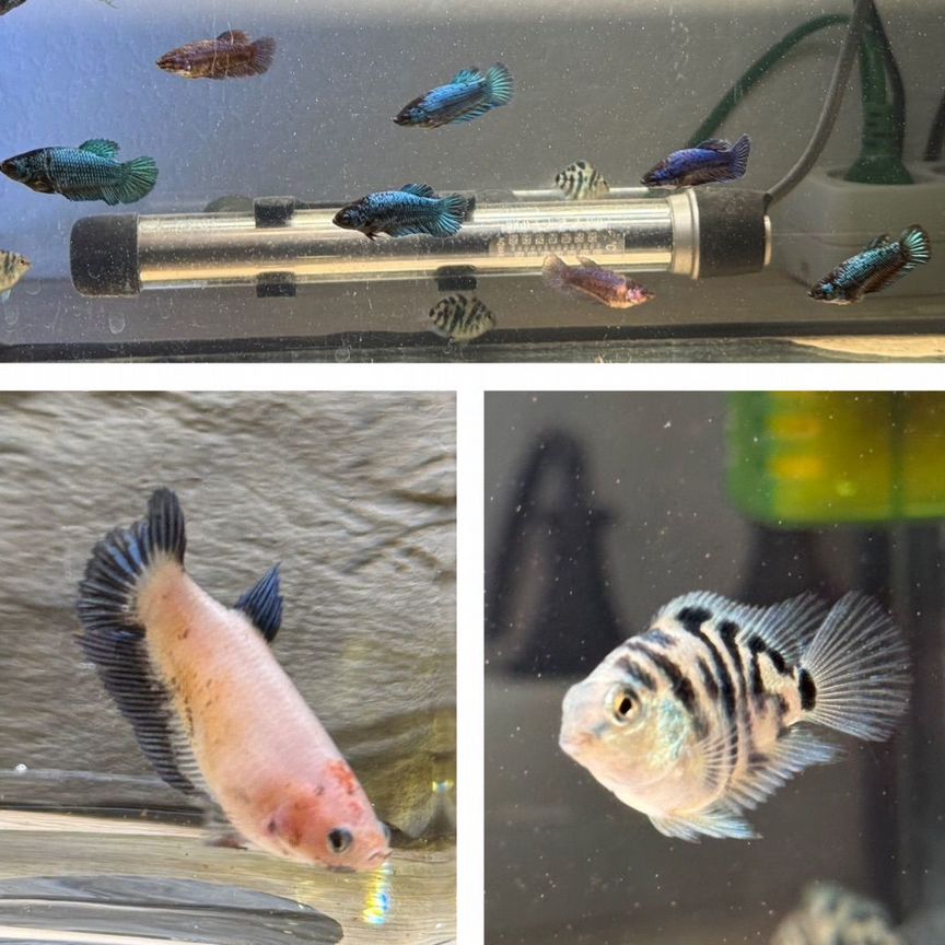 Курочка, Цихлида Сапфировый попугай