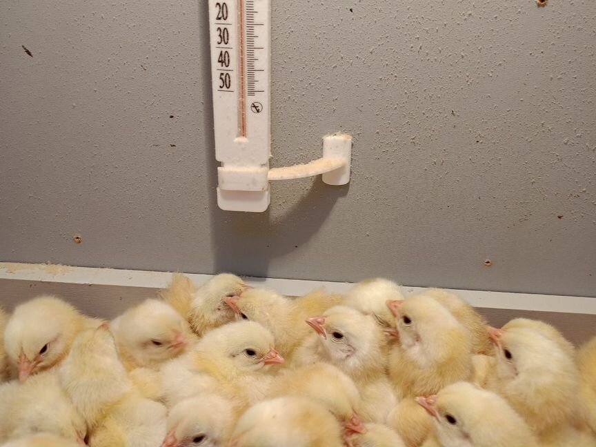 Цыплята бройлеры арбор суточные