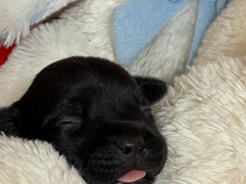 Щенки Стаффордшироского бультерьера