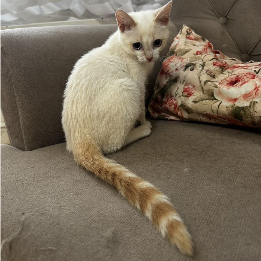 Котенок ищет дом
