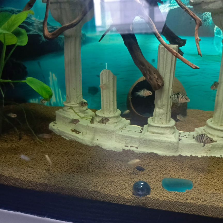 Рыбка сапфировый попугай