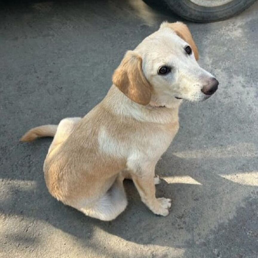 Щенок в добрые руки