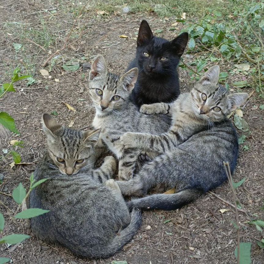 Котята в добрые руки