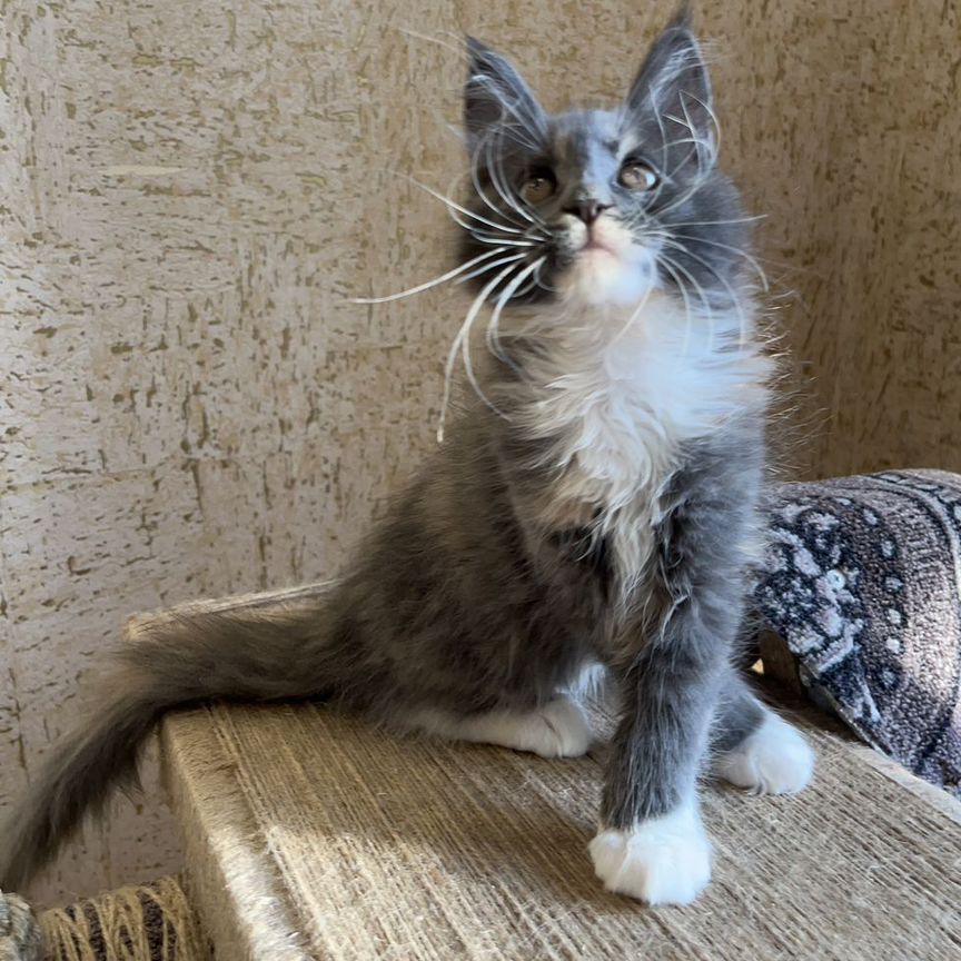 Мейн-кун котёнок