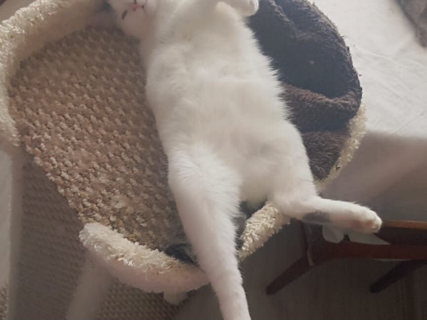 Котенок мальчик в добрые руки