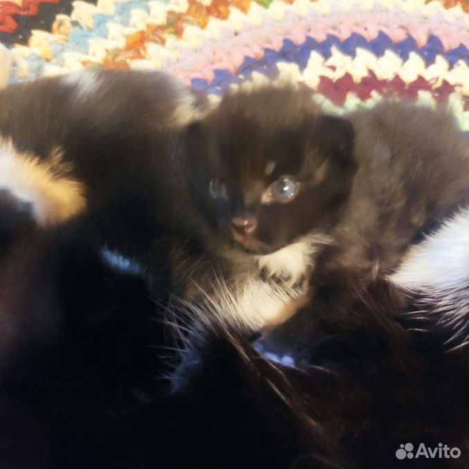 Кошка котенок 1 месяц