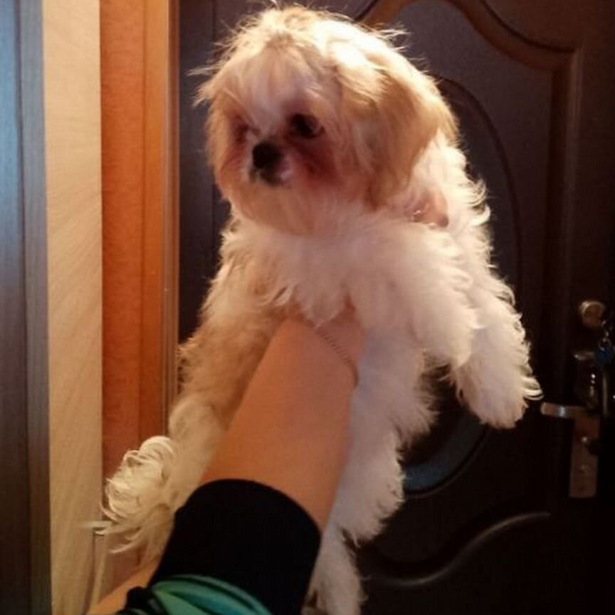 Ши-тцу, щенок