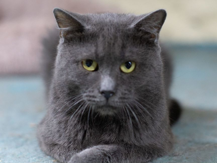 Грустный котик