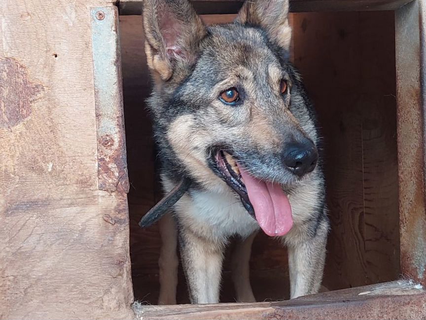 У Волчи остались шрамы на сердце