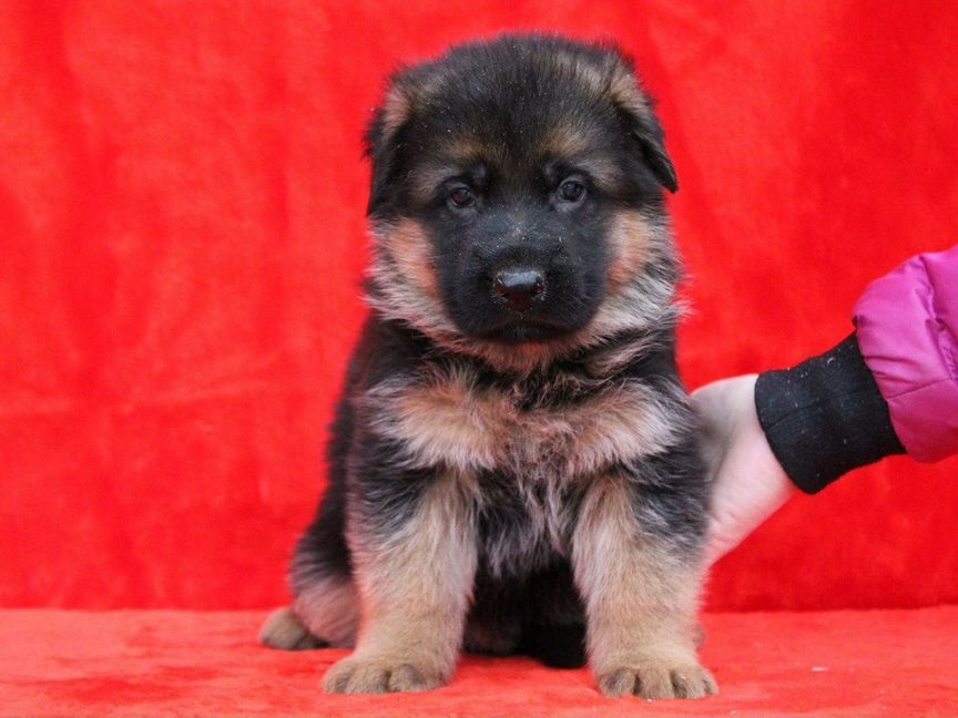 Щенки, 3,5 мес