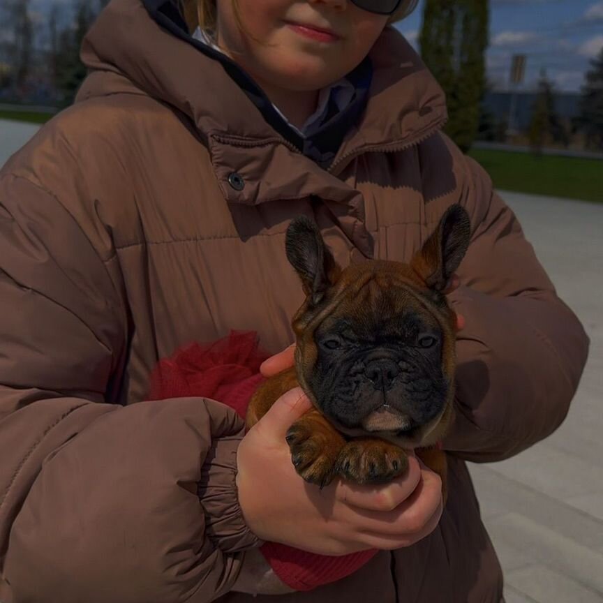 Французский бульдог, щенок