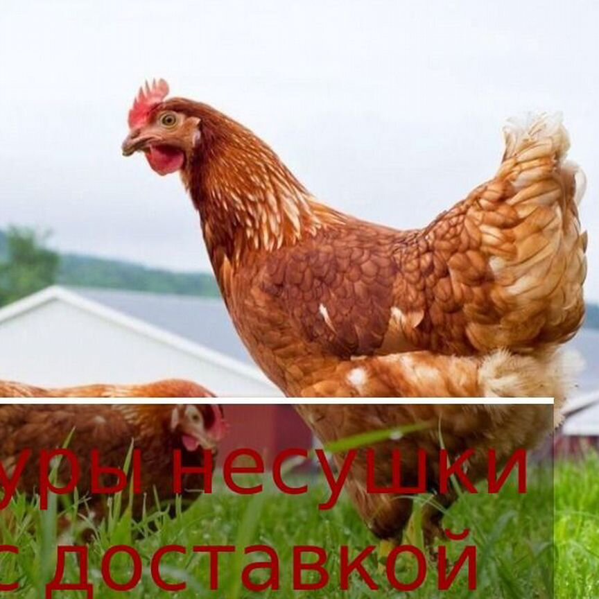 Куры несушки