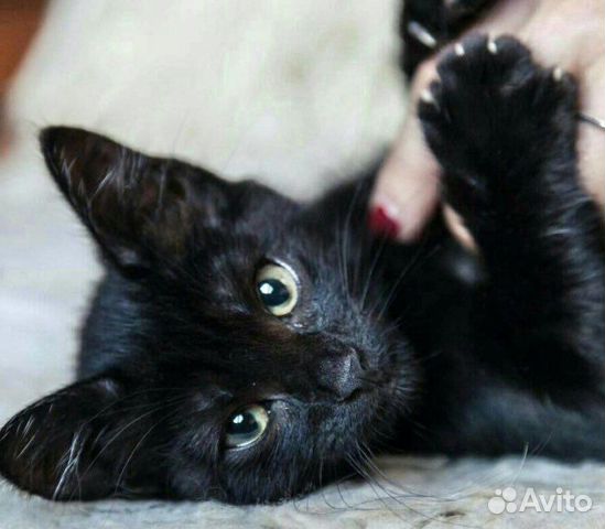 Котята в добрые руки приучены к лотку